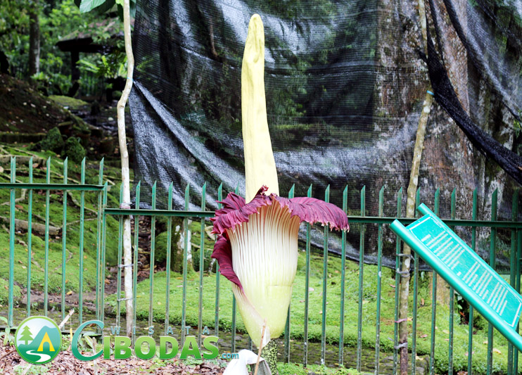 bunga rafflesia arnoldi (bunga bangkai) Cibodas copy – Wisata Cibodas ...